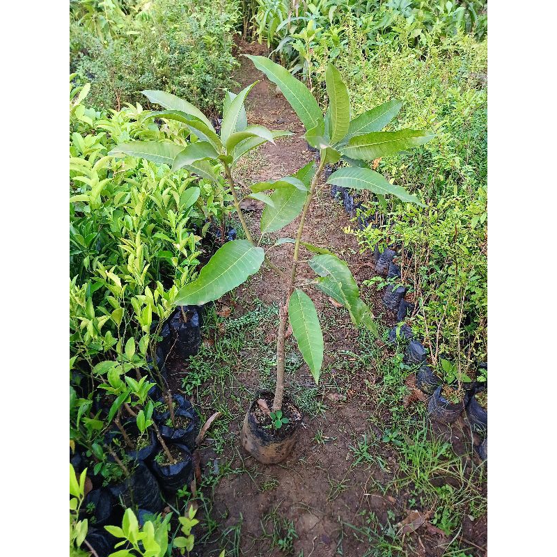 Jual Tanaman Mangga Okyong BERBUNGA BATANG BESAR | Shopee Indonesia