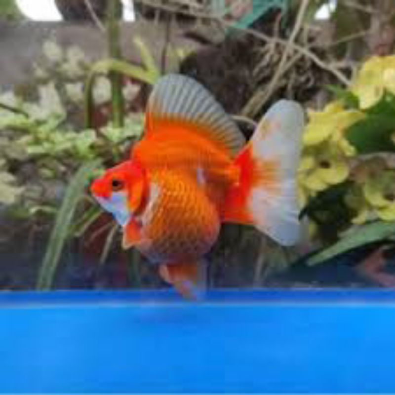 Jual mas koki ryukin koki mas 6-7 cm goldfish punuk unta | Shopee Indonesia