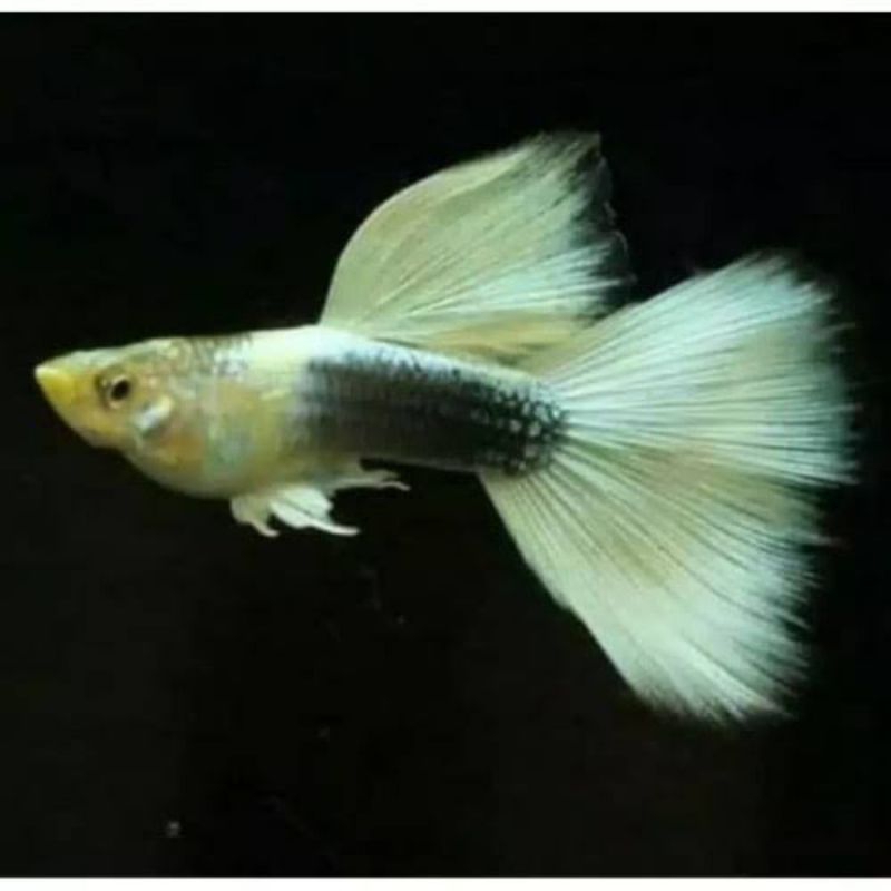 Jual sepasang hb white hb white gupi gupy guppy | Shopee Indonesia