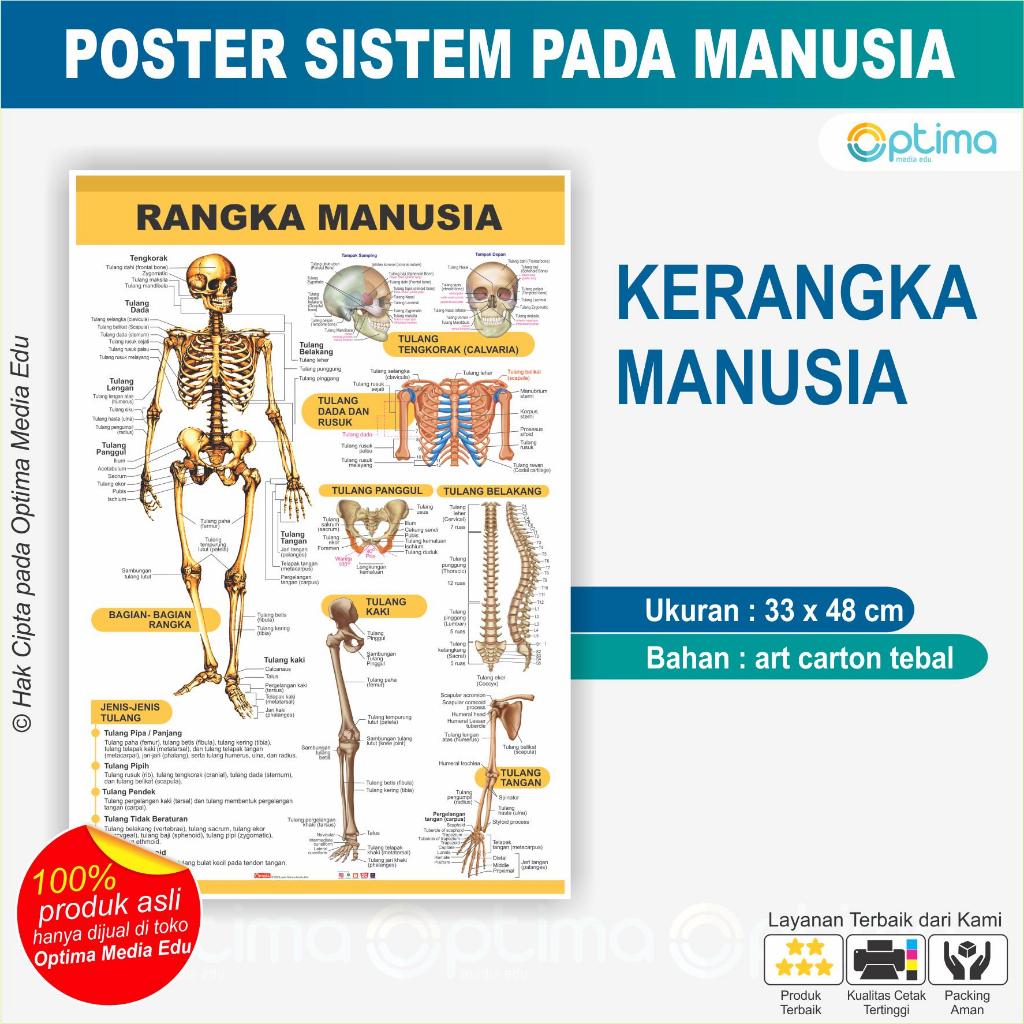Jual Poster Carta Anatomi Sistem pada Manusia : Endokrin, Indra ...