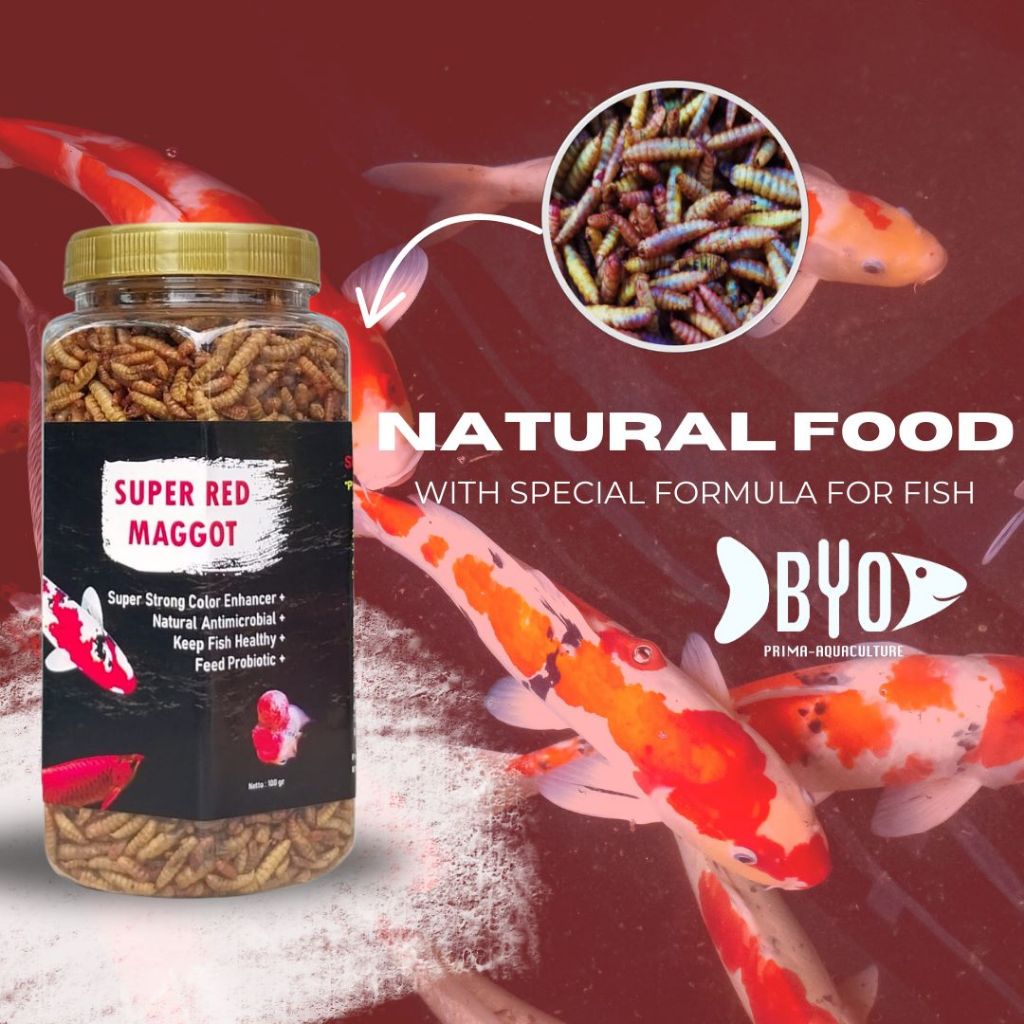 Jual MAGGOT SUPER RED PREMIUM BERKUALITAS PAKAN IKAN KOI / IKAN HIAS ...