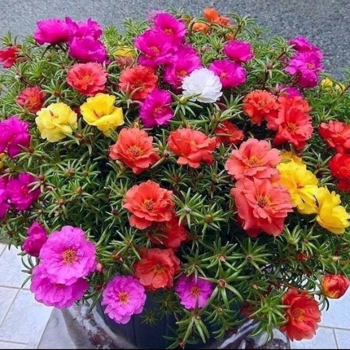 Jual Bunga MOSSROSE KROKOT - Tanaman Hidup Bunga Hias Krokot Mossrose ...