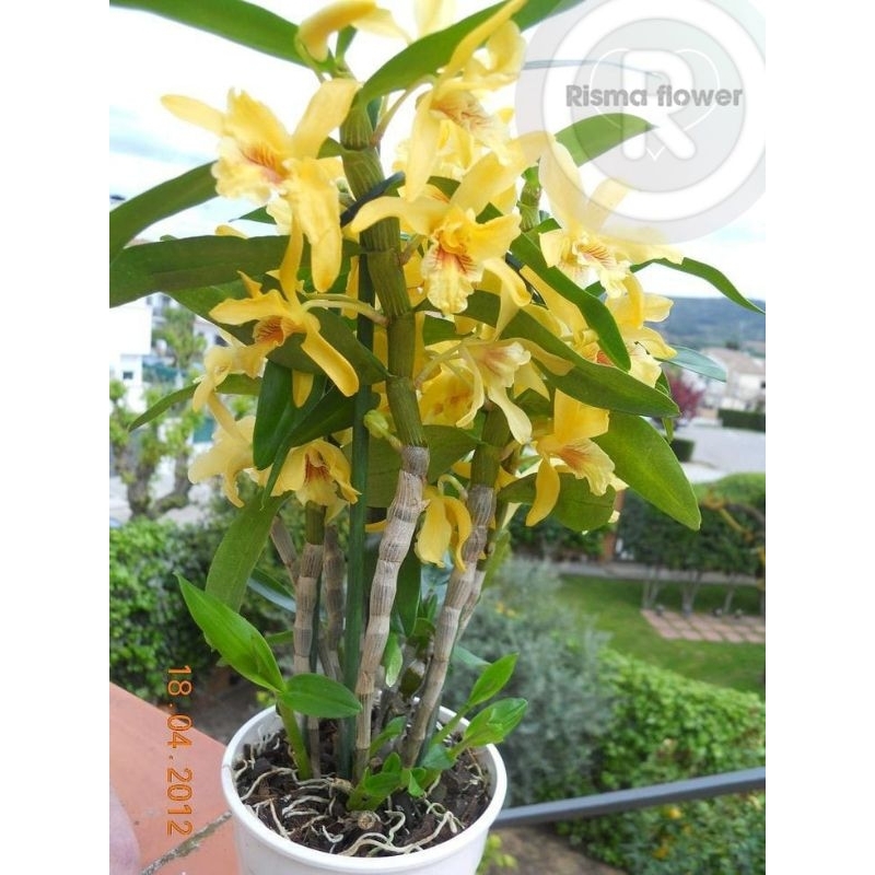 Jual BUNGA ANGGREK DENDROBIUM JUMBO KUNING / TANAMAN HIAS ANGGREK ...