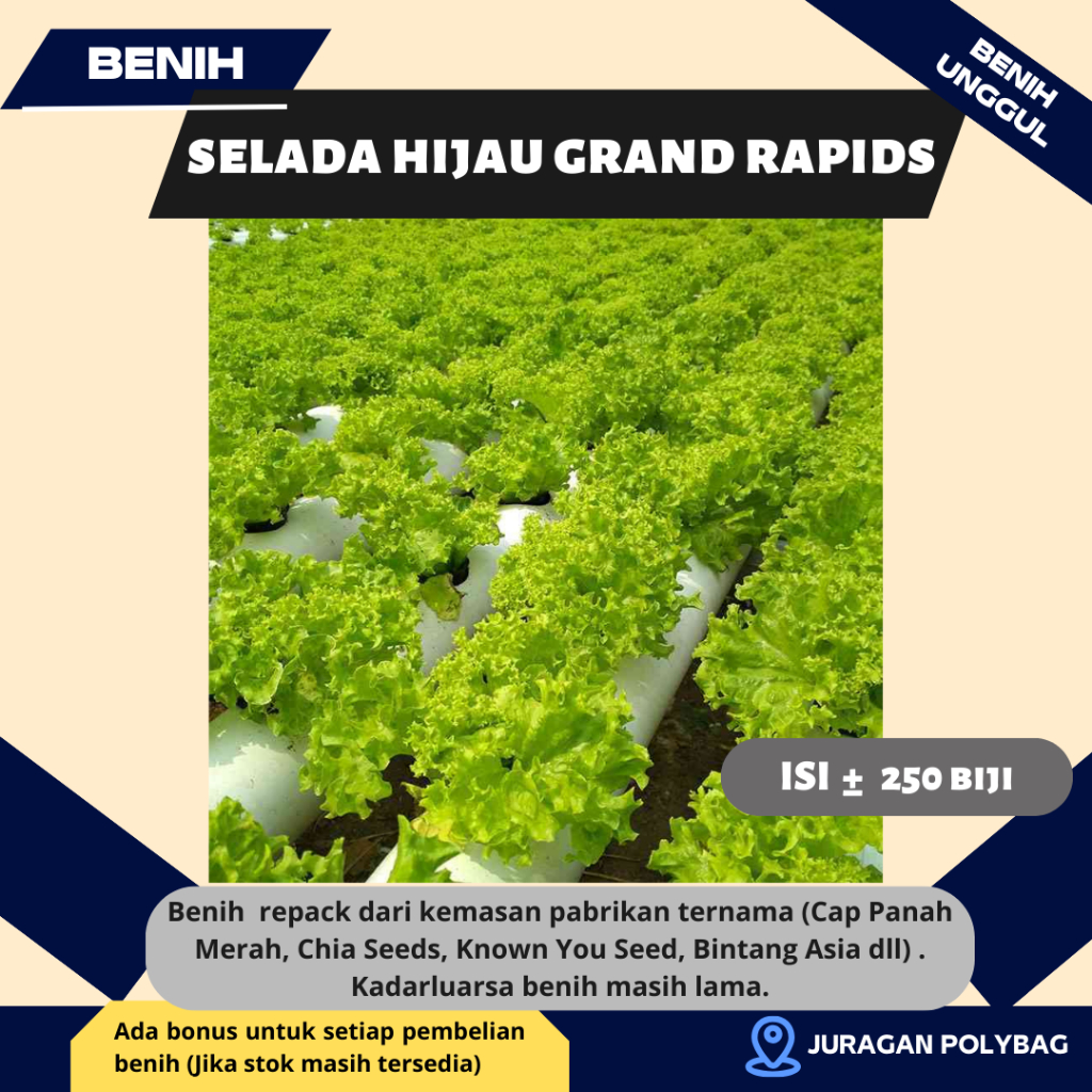 Jual 250 Benih Selada hijau grand rapids, Benih selada keriting ...