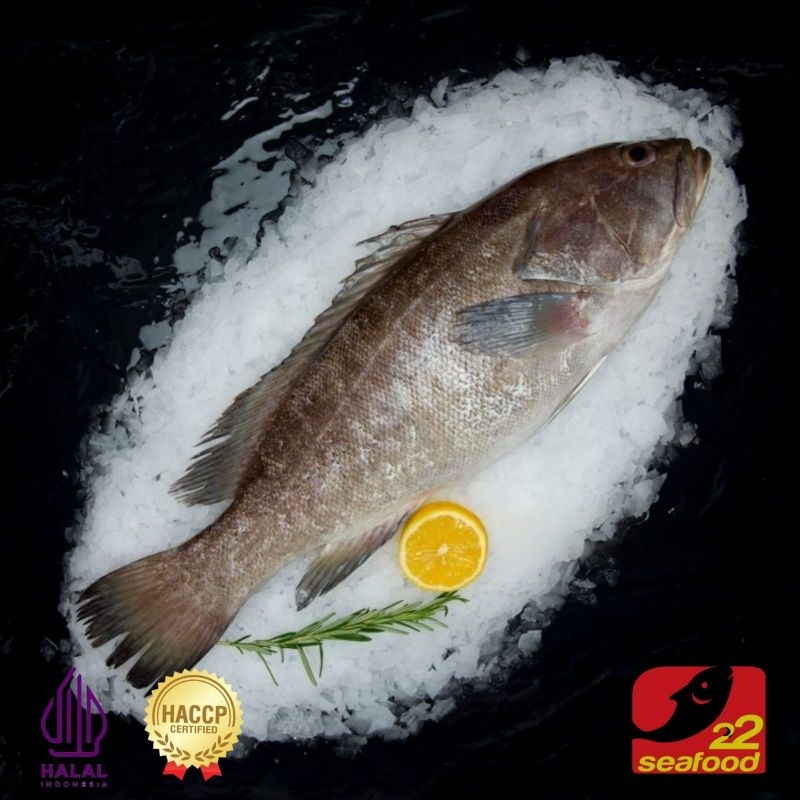 Jual Ikan Kerapu 1 kg / WGGS Bersih Tanpa Sisik dan Jeroan / Seafood 22 ...