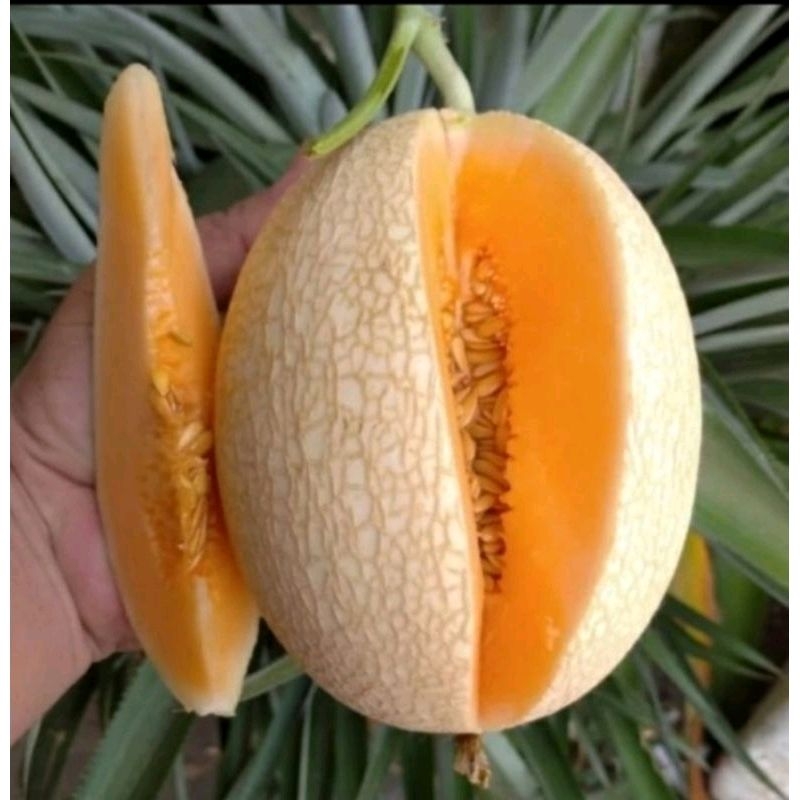 Jual Melon Sweet Net Perbuah | Shopee Indonesia