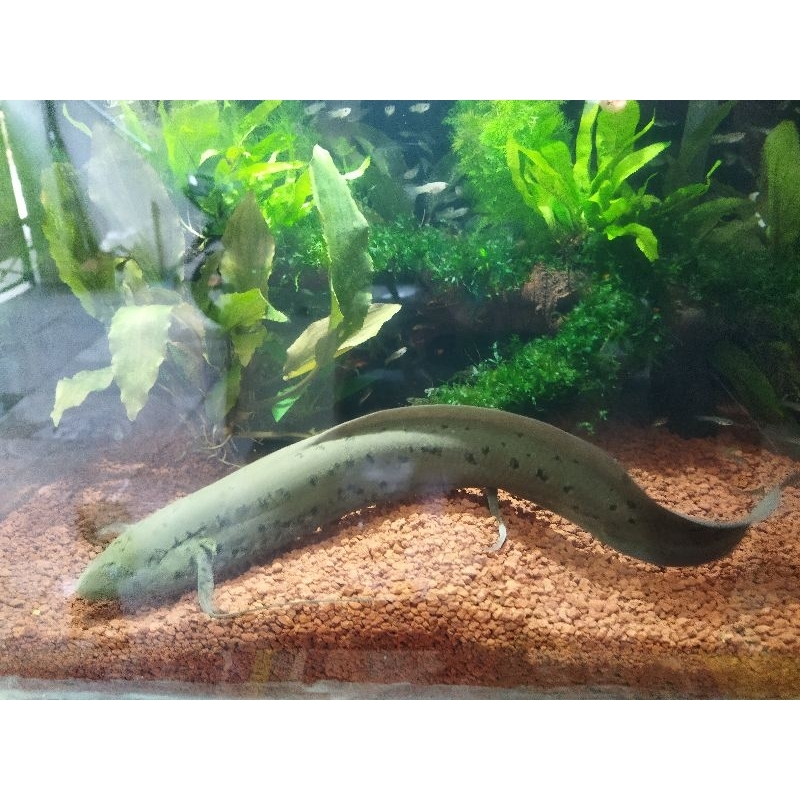 Jual African lungfish | Shopee Indonesia