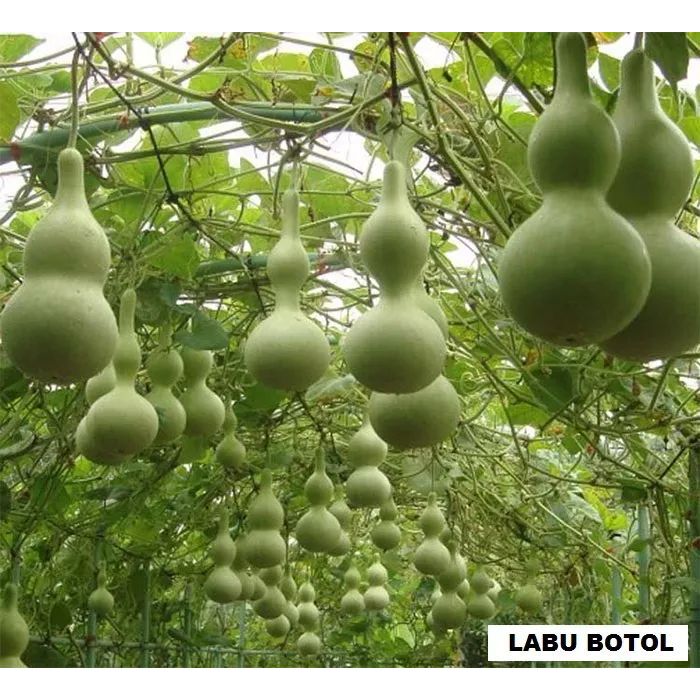 Jual Bibit Benih Tanaman Labu Botol (1 Butir) | Shopee Indonesia