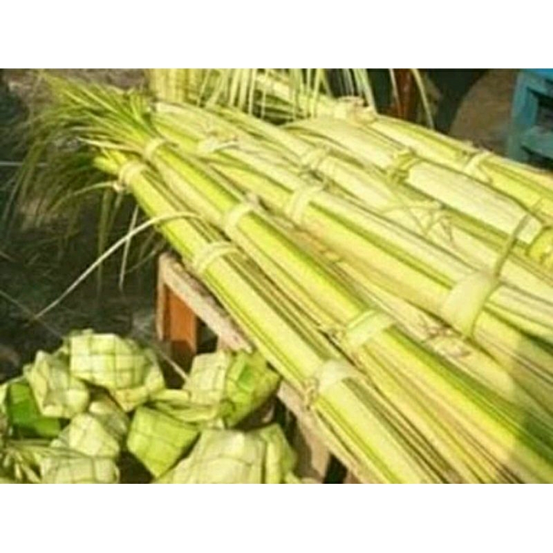 Jual janur daun kelapa muda | Shopee Indonesia