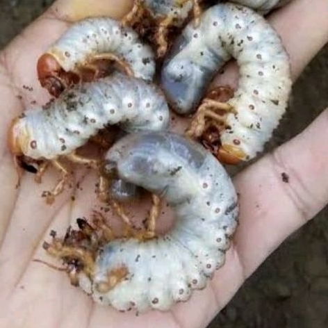 Jual uret gayas gendon tanah hidup 1 ekor | Shopee Indonesia