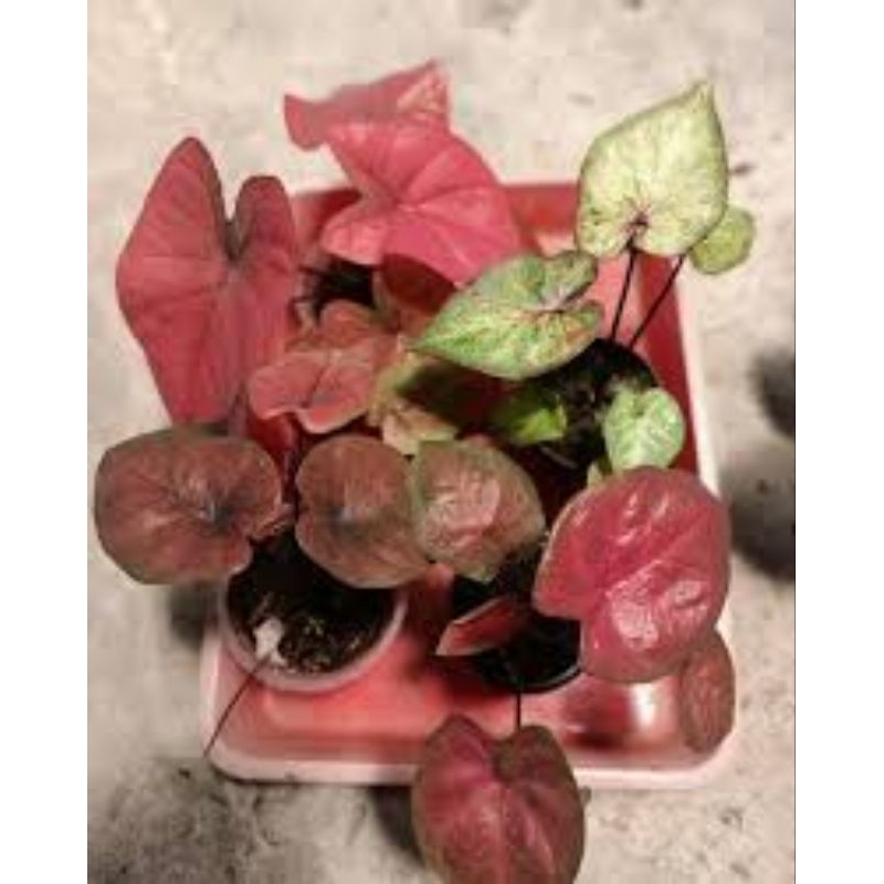 Jual Paket 4 Tanaman Hias caladium keladi Hybrid | Shopee Indonesia