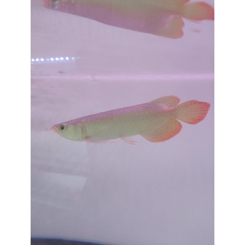 Jual ARWANA SUPER RED -+22CM LENGKAP SERTIFIKAT | Shopee Indonesia