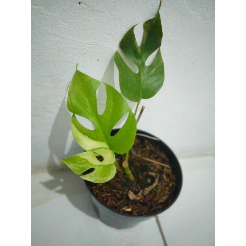 Jual monstera mini variegata | Shopee Indonesia