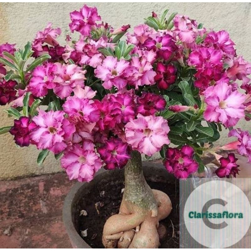 Jual BUNGA ADENIUM TUMPUK CABANG SERIBU TIPE A / POHON KAMBOJA JEPANG ...