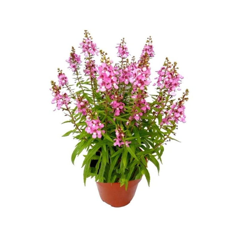Jual Tanaman Hias lavender angelonia angustifolia/bunga lavender ...