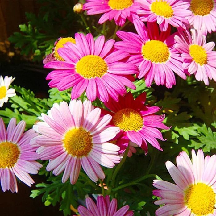 Jual Bibit Benih Bunga Paris Daisy Mix (5 Butir) | Shopee Indonesia