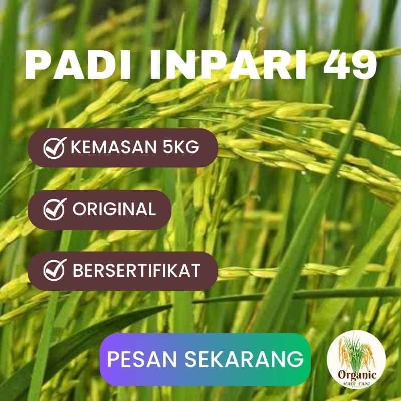 Jual BENIH PADI INPARI 49 JEMBAR KEMASAN 5KG (LABEL UNGU) | Shopee ...