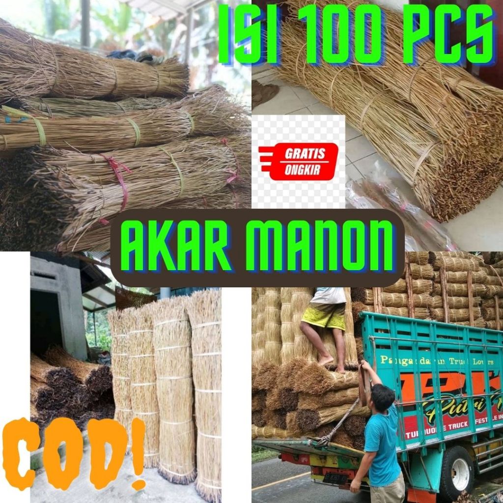 Jual Akar manon super panjang 160 cm isi 100 batang 1 kg ongkir 200 ...