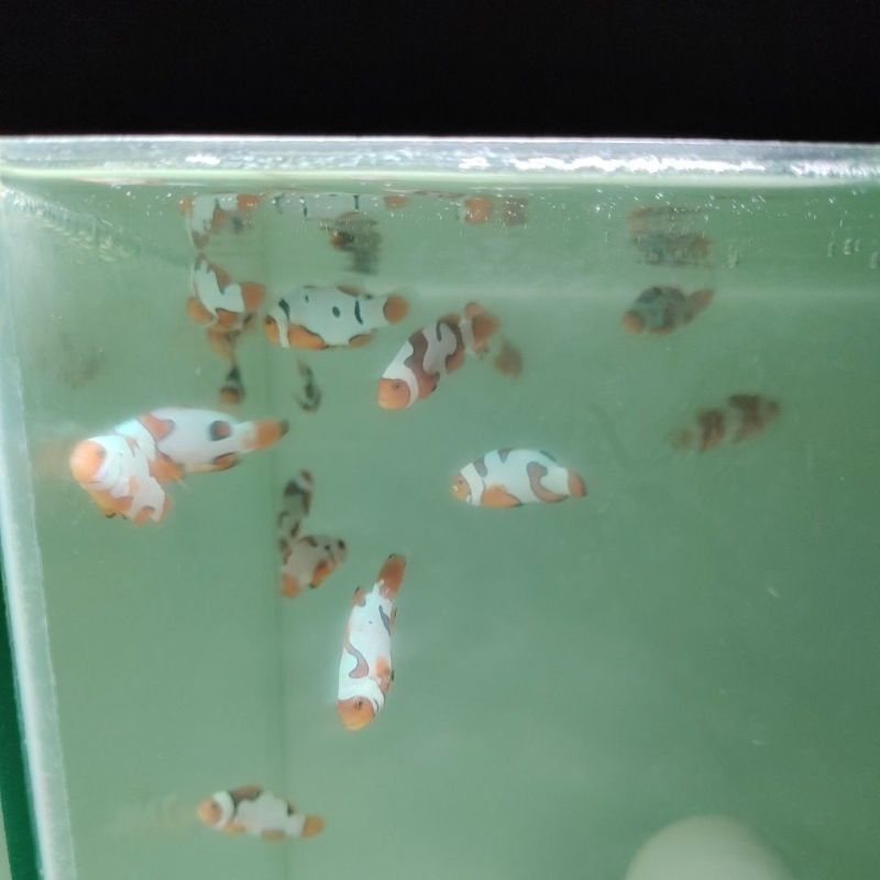 Jual Nemo hybrid (Picasso A) baca deskripsi | Shopee Indonesia