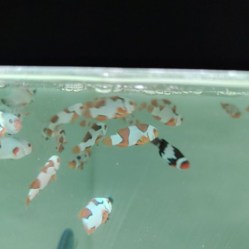 Jual Nemo hybrid (helmet) baca deskripsi | Shopee Indonesia