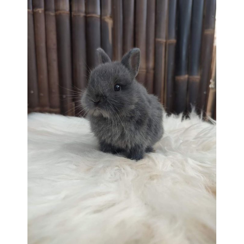 Jual KELINCI MINI NEDERLANDS ( Mini ND ) kelinci yg gk bisa terlalu ...