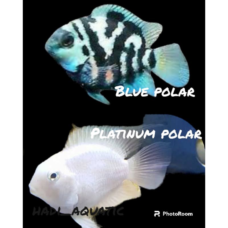 Jual ikan hias blue polar & platinum polar | Shopee Indonesia