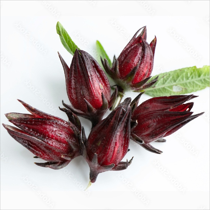 Jual Benih Bunga ROSELLA UNGU Edible Flower Rosela roselle asam kumbang ...