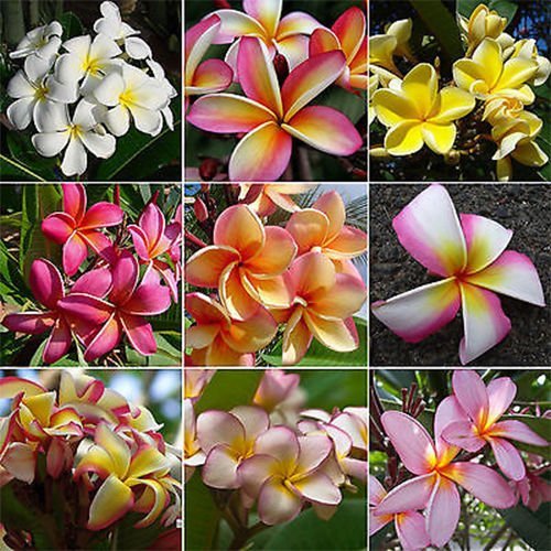 Jual Stek Bibit Bunga Kamboja Plumeria Mix (1 Batang) | Shopee Indonesia