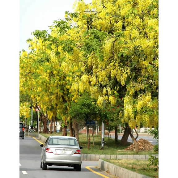 Jual Bibit Benih Bunga Tengguli Trengguli (1 Gram) | Shopee Indonesia