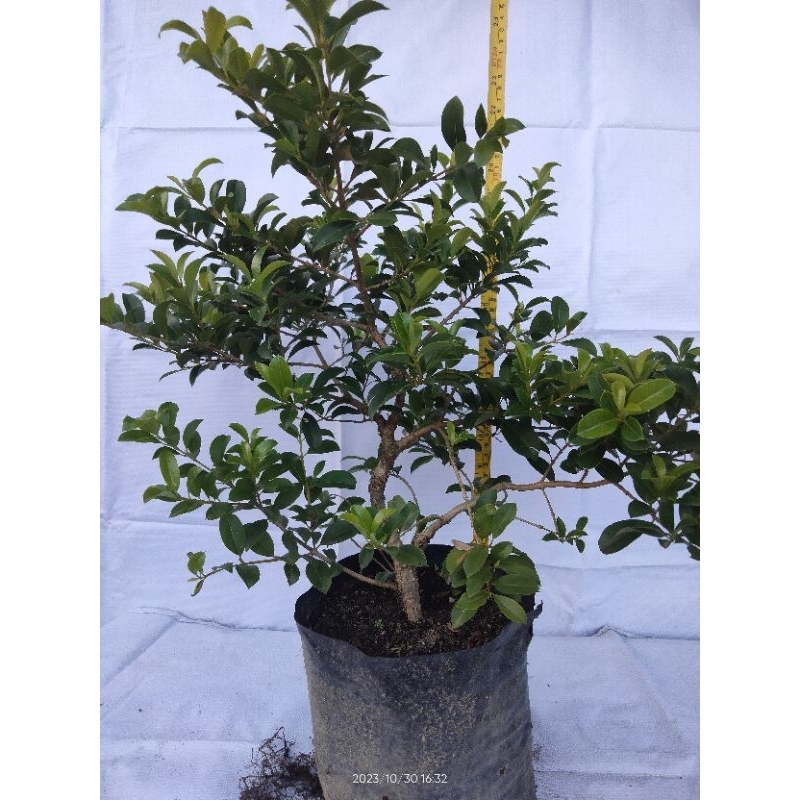 Jual Bahan Bonsai Jambu Air lily Pilly | Shopee Indonesia