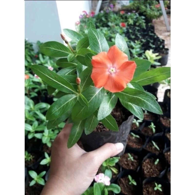 Jual Tanaman hias vinca hybrid tapak dara bunga orange - tapak dara ...