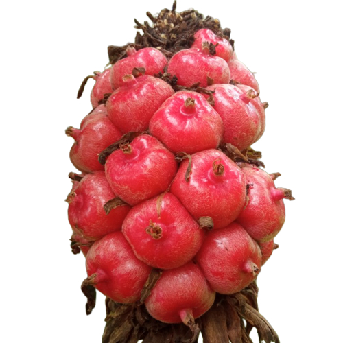 Jual Buah Kecombrang Segar 1Kg Honje Merah Honje Pink | Shopee Indonesia