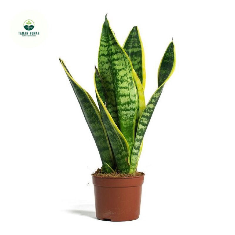 Jual tanaman sansivera lidah mertua. tanaman pedang pedangan. | Shopee ...