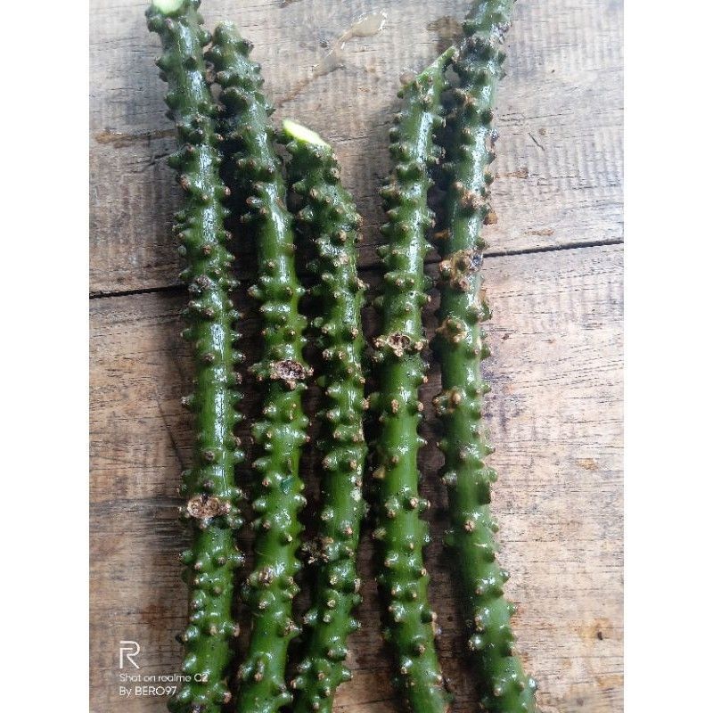 Jual Batrawali Batang Brotowali Patrawali Segar. BISA UNTUK BIBIT ...