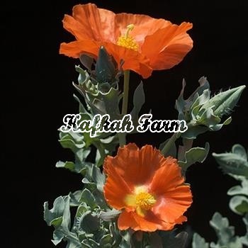 Jual Benih 3 Biji Bunga POPPY Burnt Orange | Shopee Indonesia