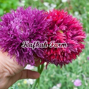 Jual Benih 3 Biji Bunga POPPY Feathered Mix | Shopee Indonesia