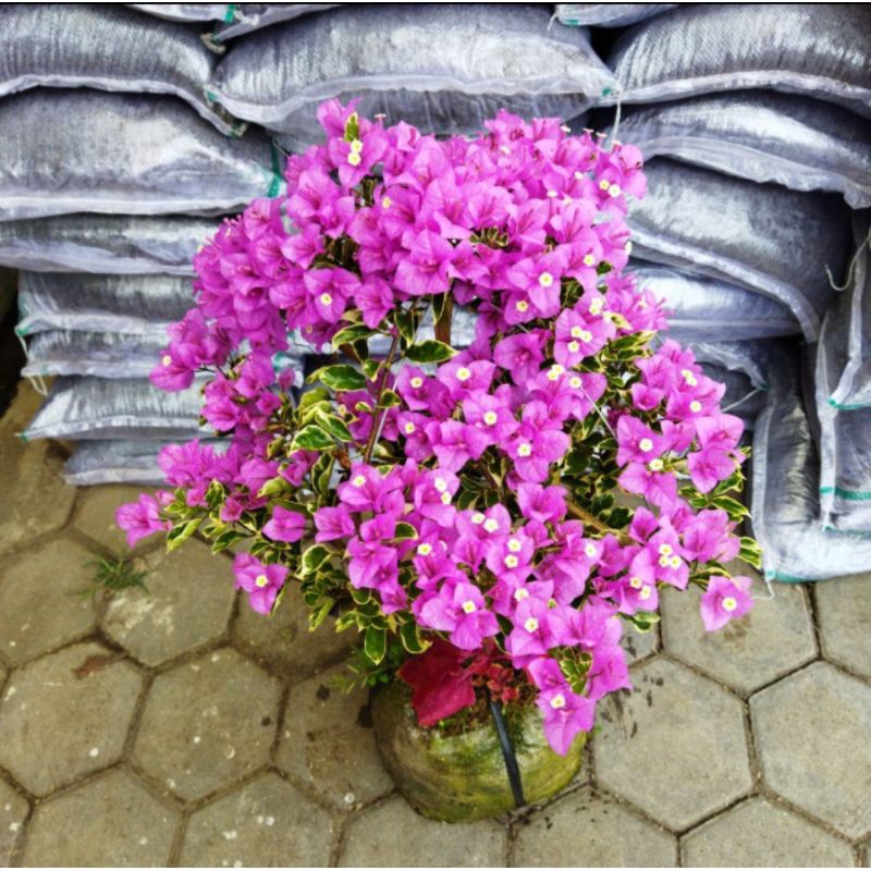 Jual Bougenville varigata bunga ungu real pict | Shopee Indonesia