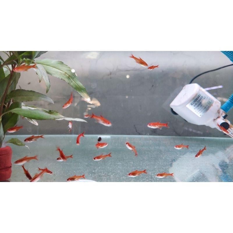 Jual ikan amandae tetra / amber tetra / red tetra untuk aquascape ...