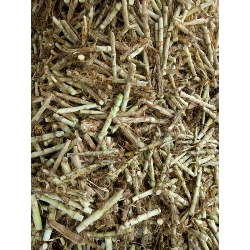 Jual Benih Bibit Rumput Odot Super 1 Kg Siap Tanam | Shopee Indonesia