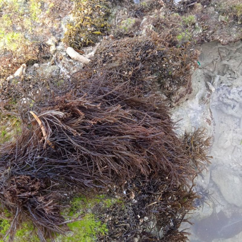 Jual Rumput Laut Merah Segar Press/1kg | Shopee Indonesia