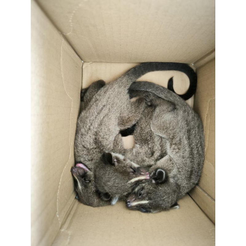 Jual muskar musbul muspan | Shopee Indonesia