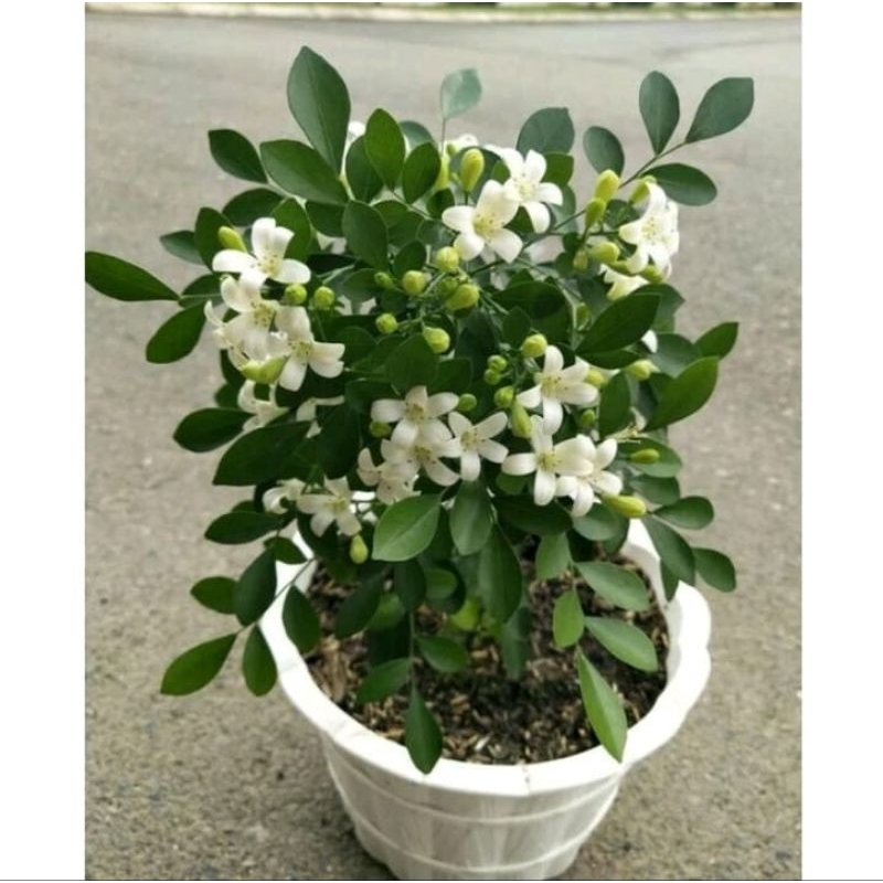 Jual Tanaman Bunga Kemuning sudah berbunga | Shopee Indonesia