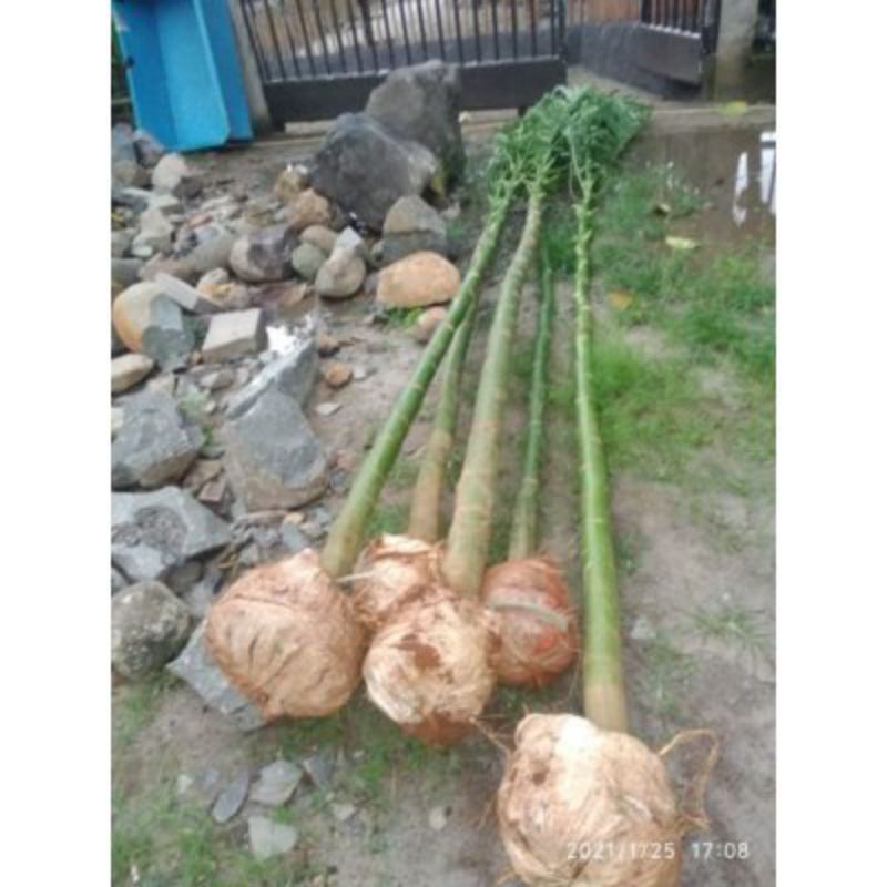 Jual pohon solodium 2 meter / pakis brazil - schizolobium Parahyba ...