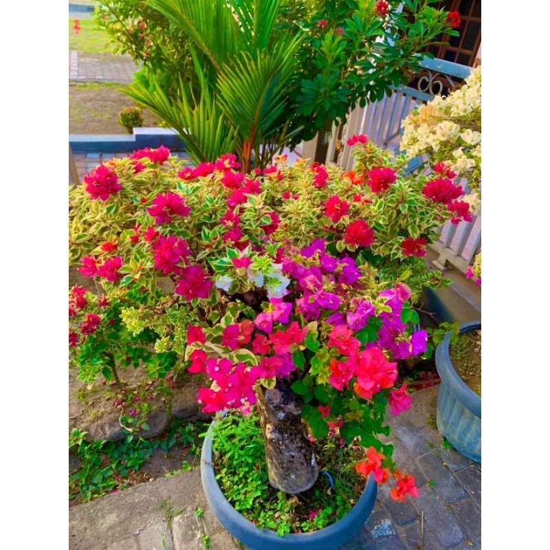Jual TANAMAN HIAS BUGENVIL BUNGA KERTAS SGP BONSAI 5 WARNA CANTIK ...