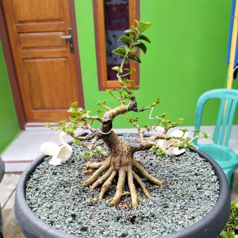 Jual bahan bonsai sancang | Shopee Indonesia Jual bahan bonsai sancang | Shopee Indonesia