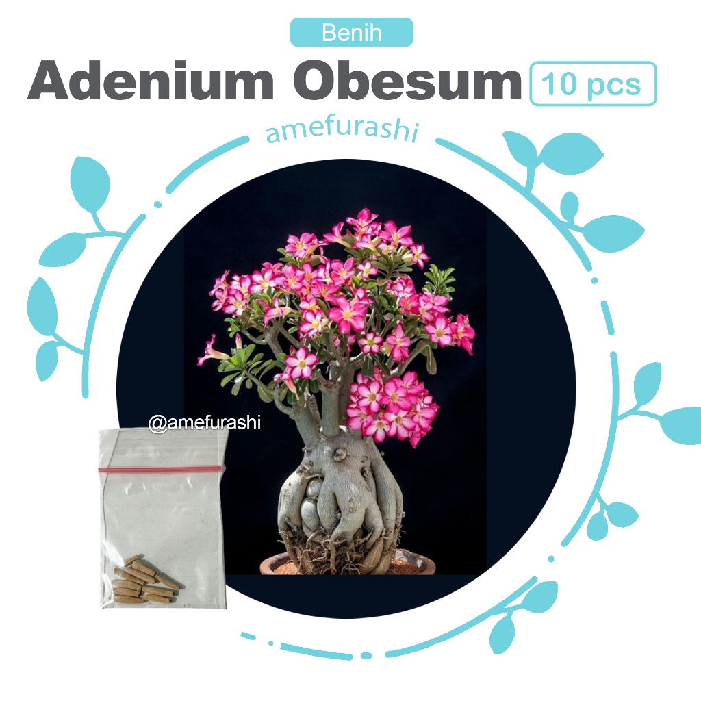 Jual Amefurashi 10 Benih Bibit Biji Bunga Adenium Obesum Mix Flower ...