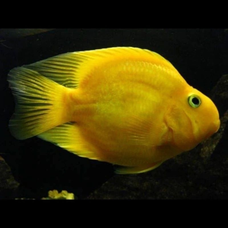 Jual Ikan Red Blue Parrot Tail & No Tail / Ikan Parrot Merah / Blood ...