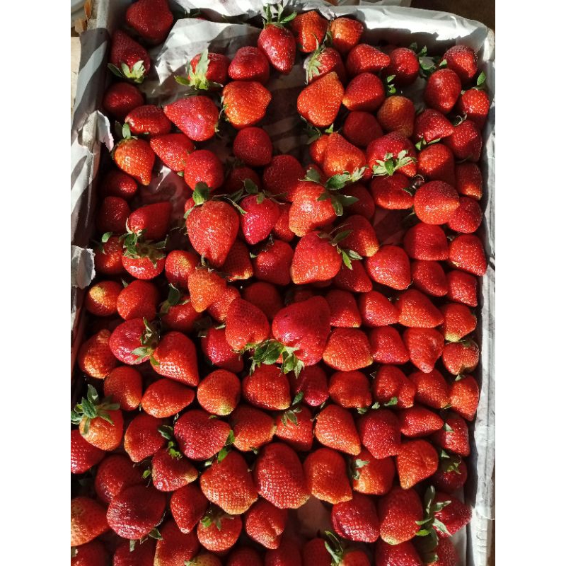 Jual STROBERI MURAH CB | Shopee Indonesia