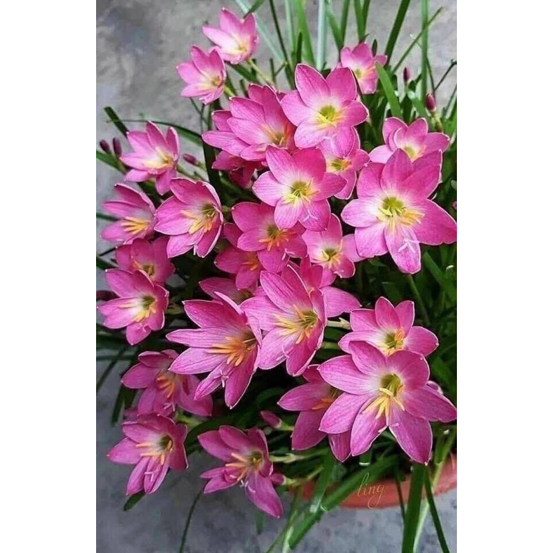 Jual PROMO!! Tanaman Hias Rain lily Kucai Tulip - Bunga Lili Hidup ... Jual PROMO!! Tanaman Hias Rain lily Kucai Tulip - Bunga Lili Hidup ...