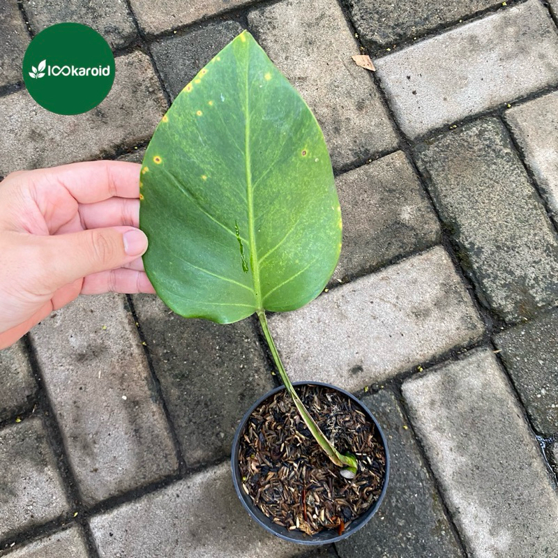 Jual Tanaman Hias Monstera Green On Green Variegata | Monstera GOG ...